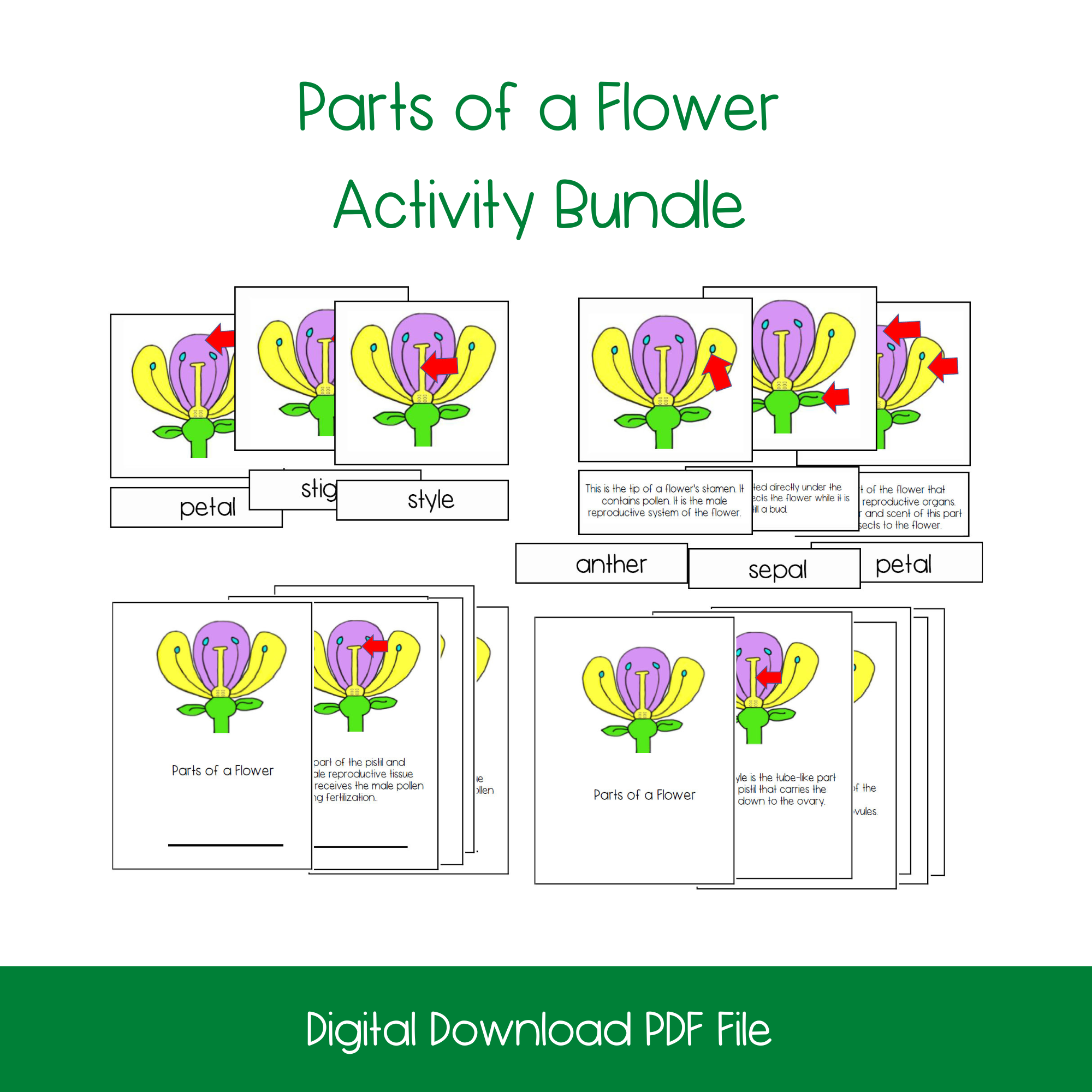 Parts of A Flower Bundle – Montessori for Learning by Insightful Brain